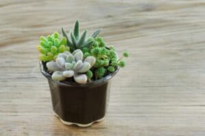 How to Choose the Correct Pot Size for Your Plant - Sublime Succulents