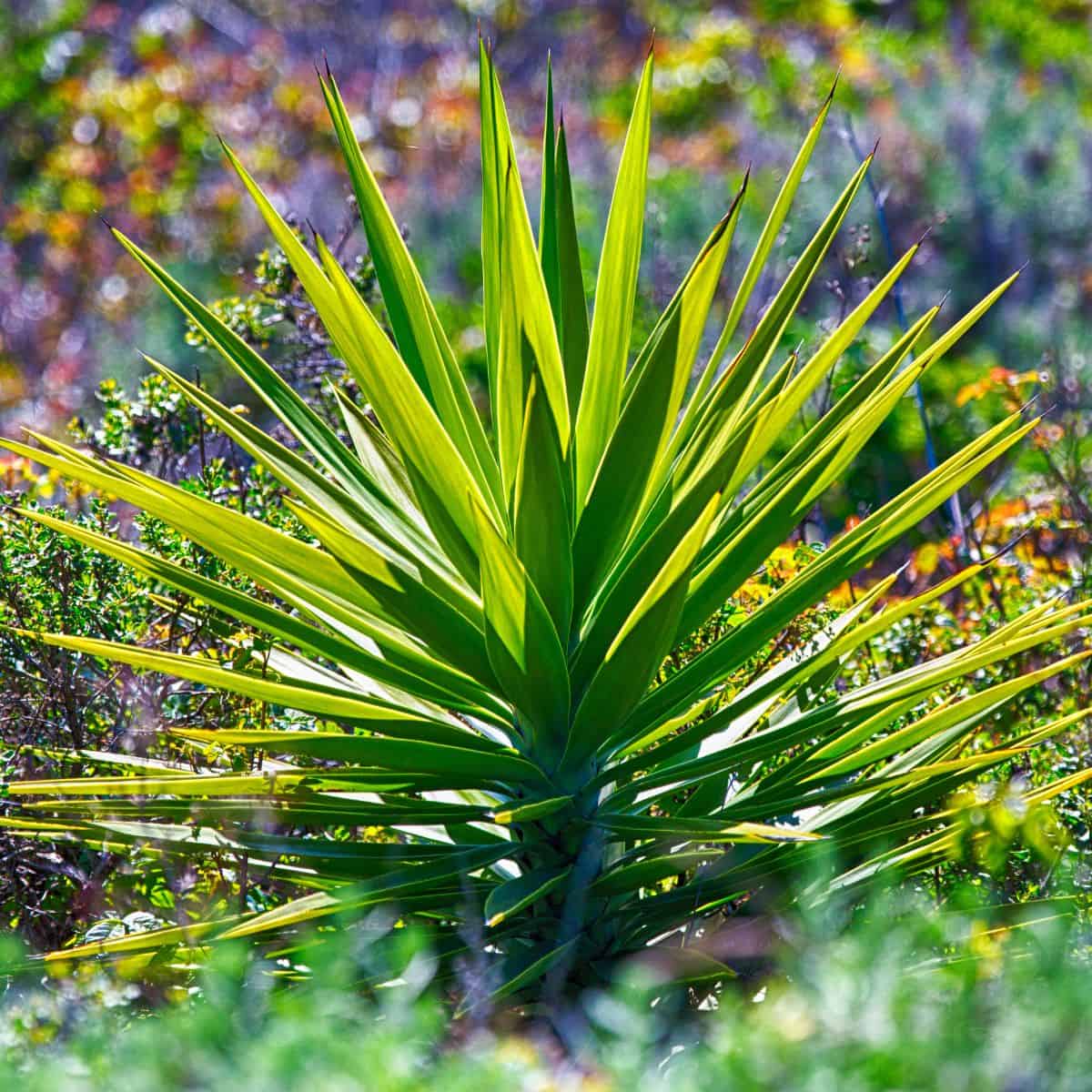 Yucca Plants