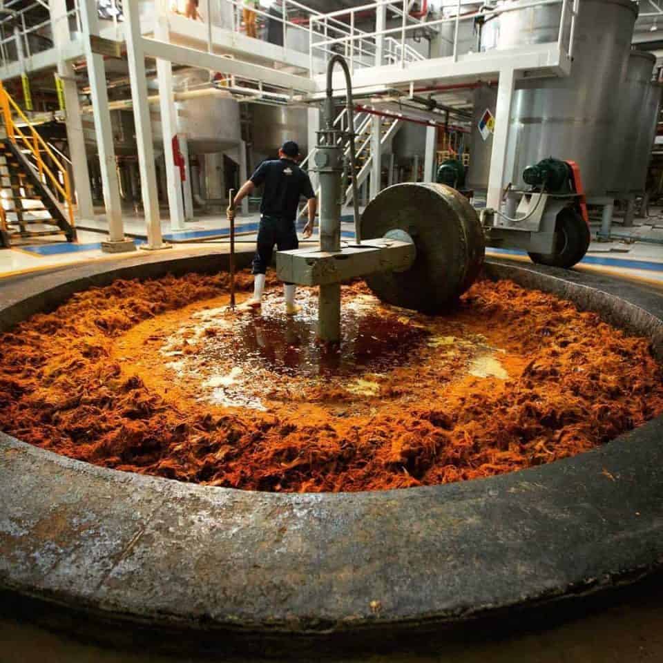 How Tequila Is Made Sublime Succulents
