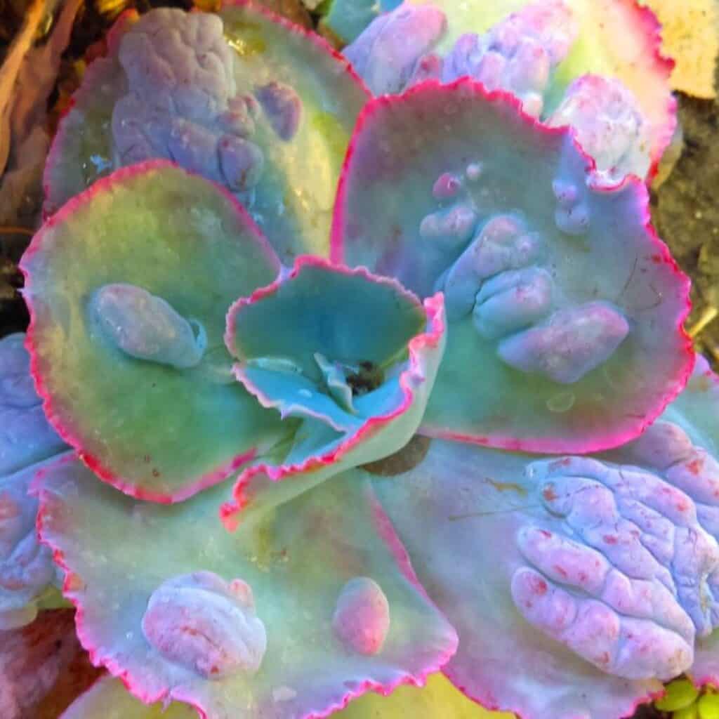 Succulent Types - Sublime Succulents
