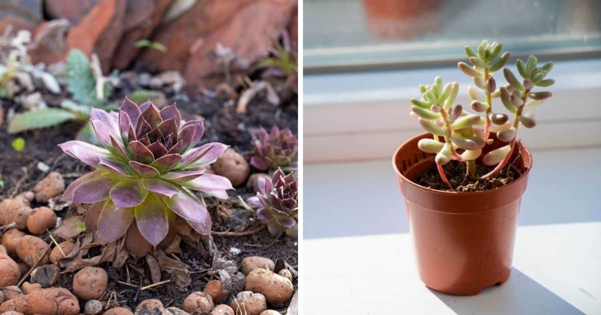 How to Treat and Avoid Succulent Sunburn - Sublime Succulents