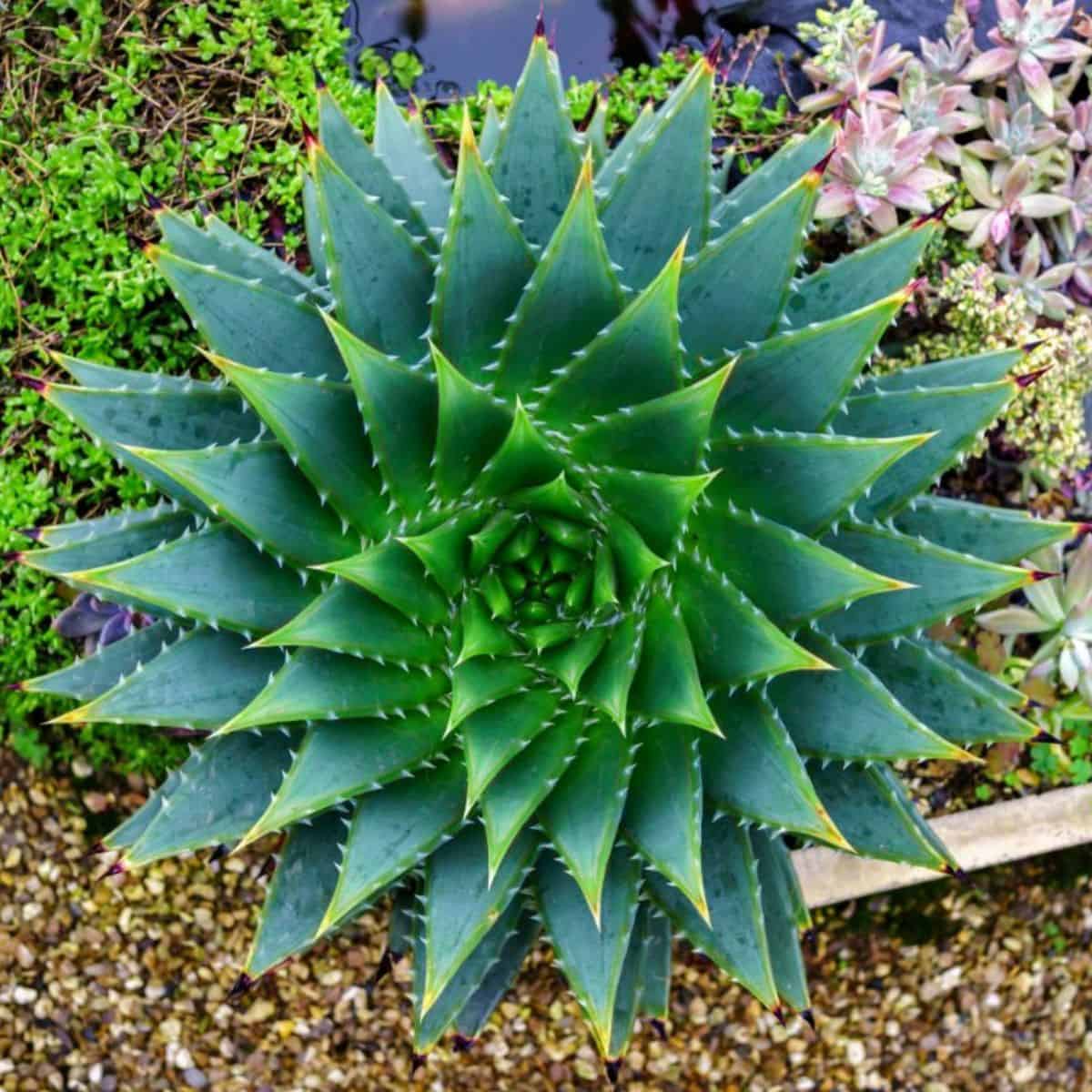 Succulent Types - Sublime Succulents