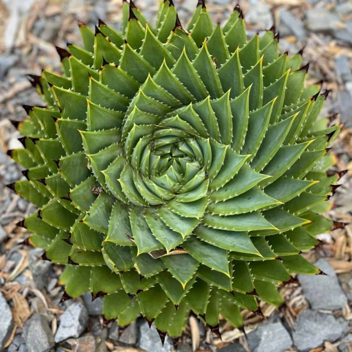 Succulent Types - Sublime Succulents
