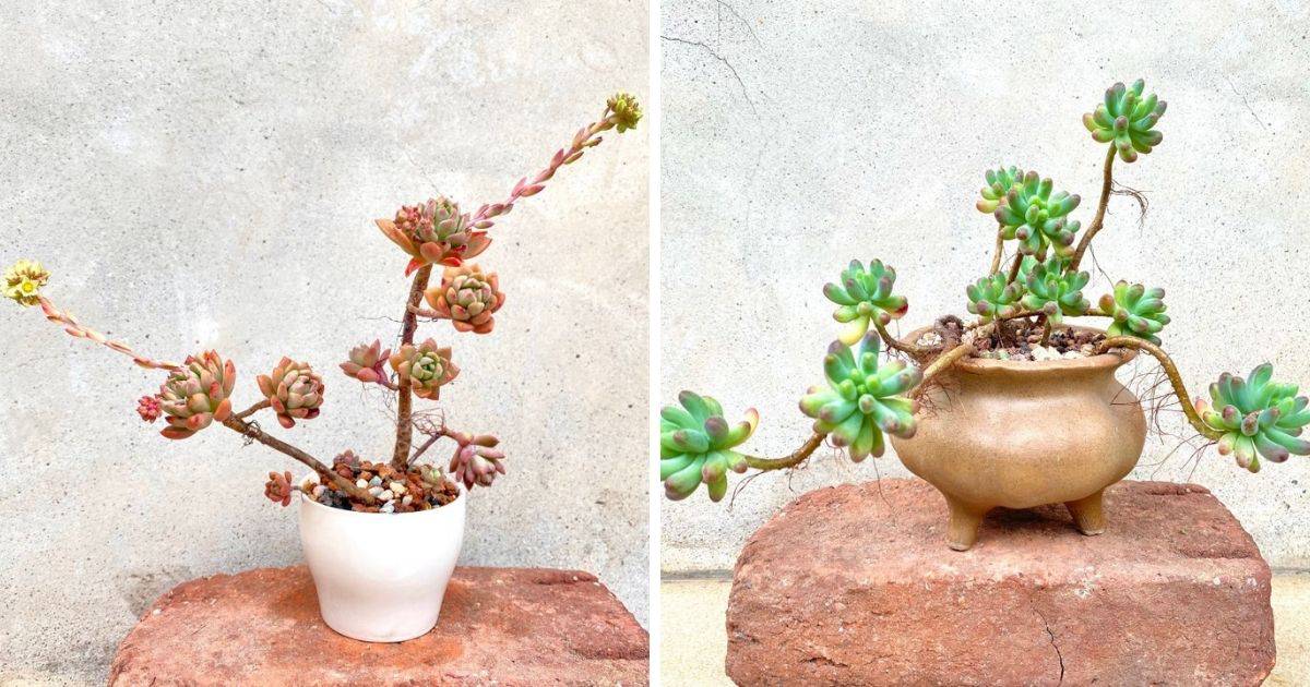 How to Make Succulent Bonsai - Sublime Succulents