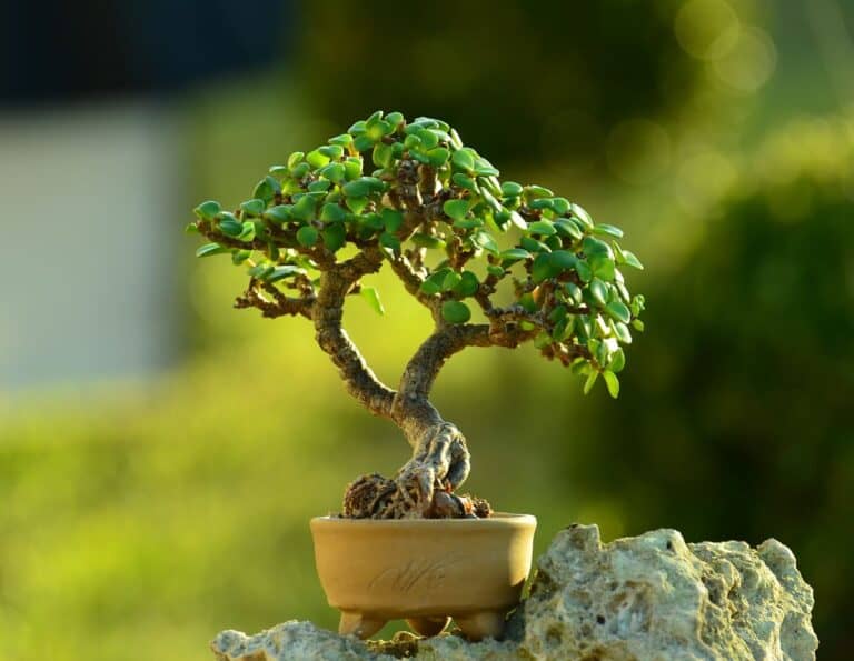 How to Make Succulent Bonsai - Sublime Succulents