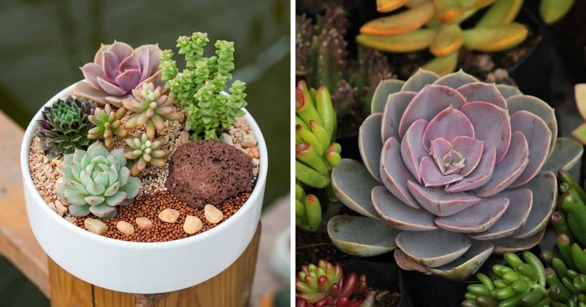 How To Keep Succulents Alive - Sublime Succulents