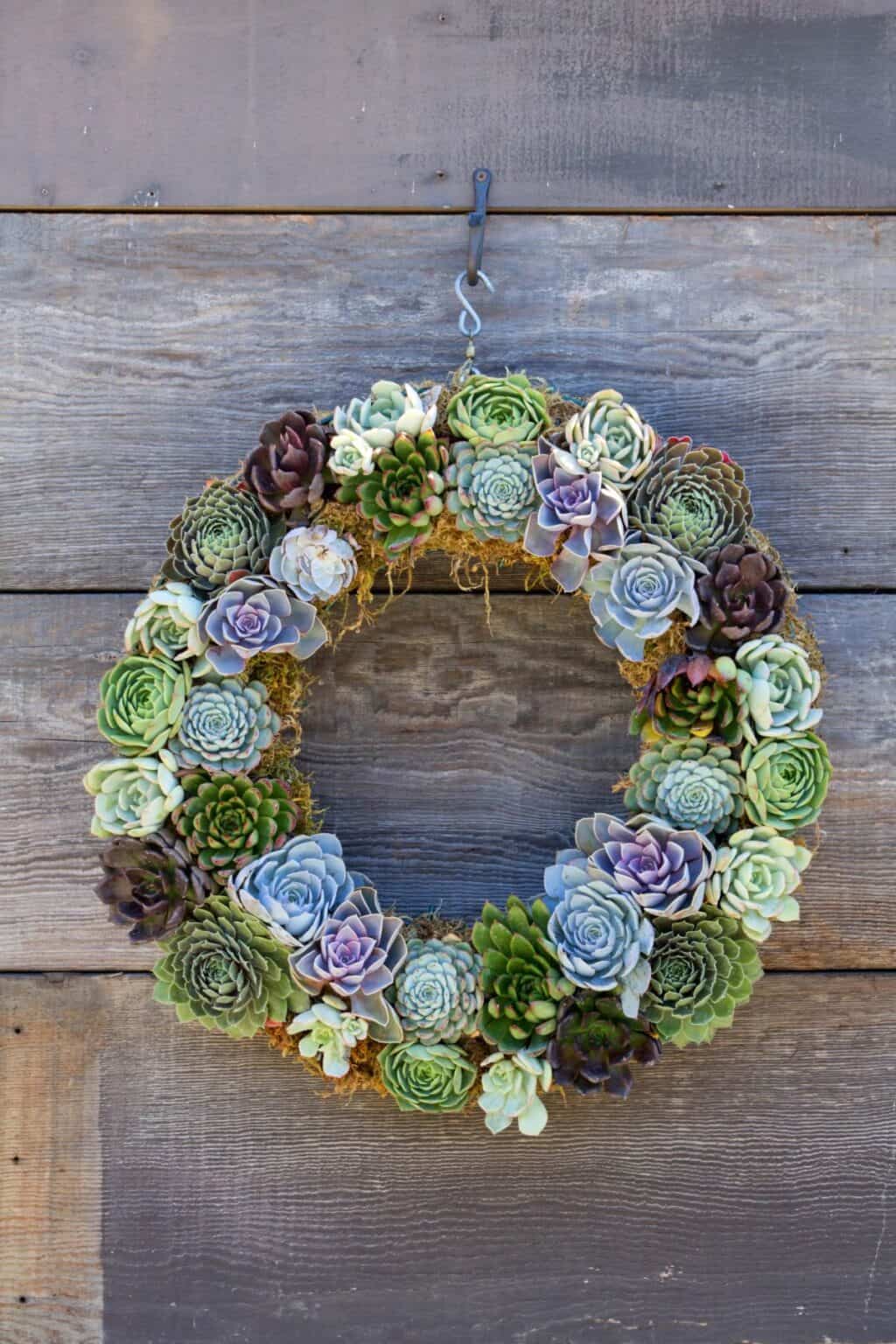 How To Make A Succulent Wreath - Sublime Succulents