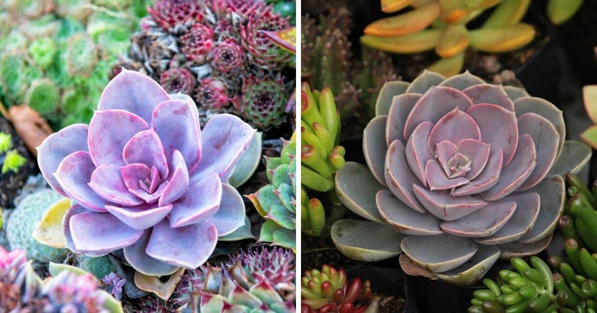 What is a Succulent Plant? - Sublime Succulents