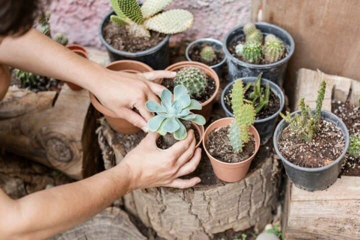 Succulent Soil - Everything you need to know - Sublime Succulents