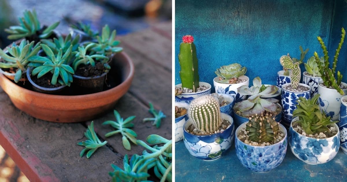 How to Separate Succulents Dividing Them To Grow Beautifully