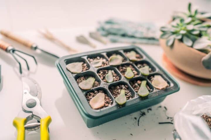 Succulent Propagation for Beginners - Sublime Succulents