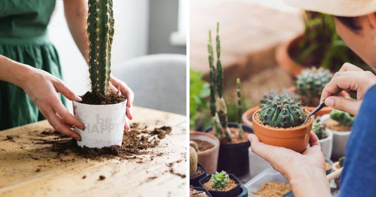 How to Plant a Cactus - Sublime Succulents