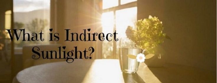 What is Indirect Sunlight & Why Indirect Light is Important