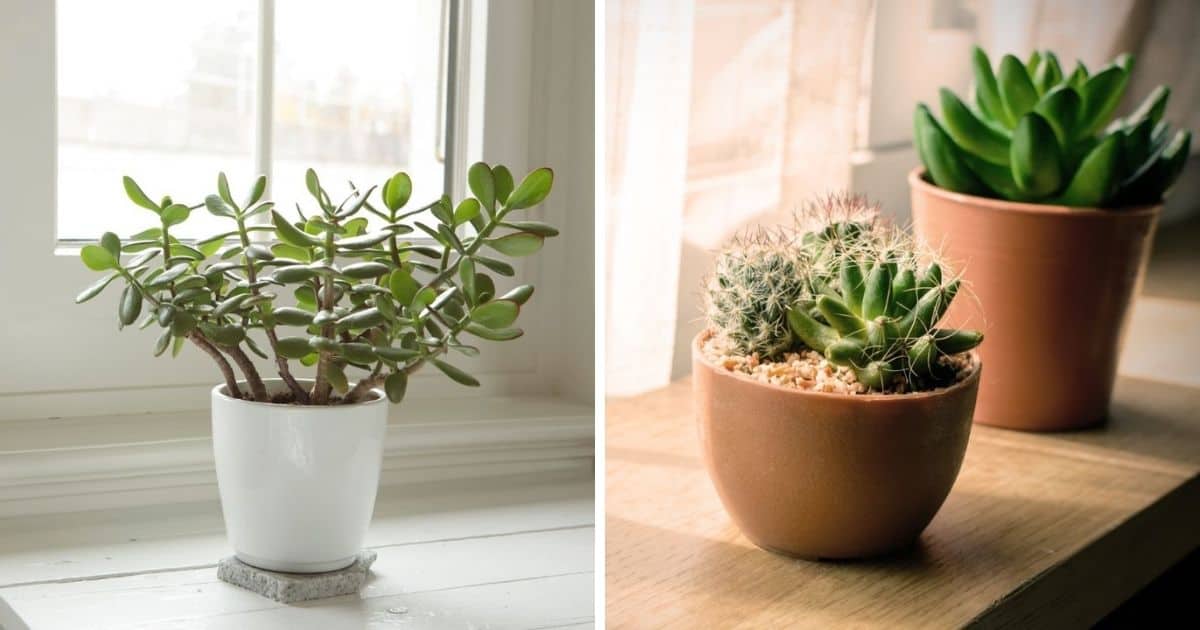 What is Indirect Sunlight & Why Indirect Light is Important