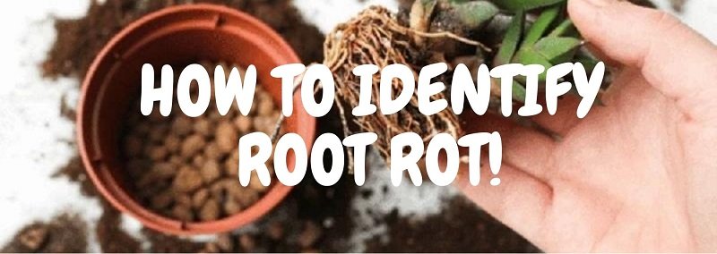 How To Identify Root Rot - Sublime Succulents