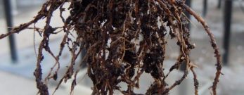 What Does Root Rot Look Like? - Here's How to Treat It