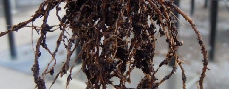 What Does Root Rot Look Like? - Here's How to Treat It
