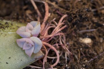 What Does Root Rot Look Like? - Here's How to Treat It