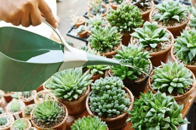 How Big Do Succulents Get - All Factors That Affect Size
