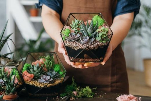 How Big Do Succulents Get - All Factors That Affect Size