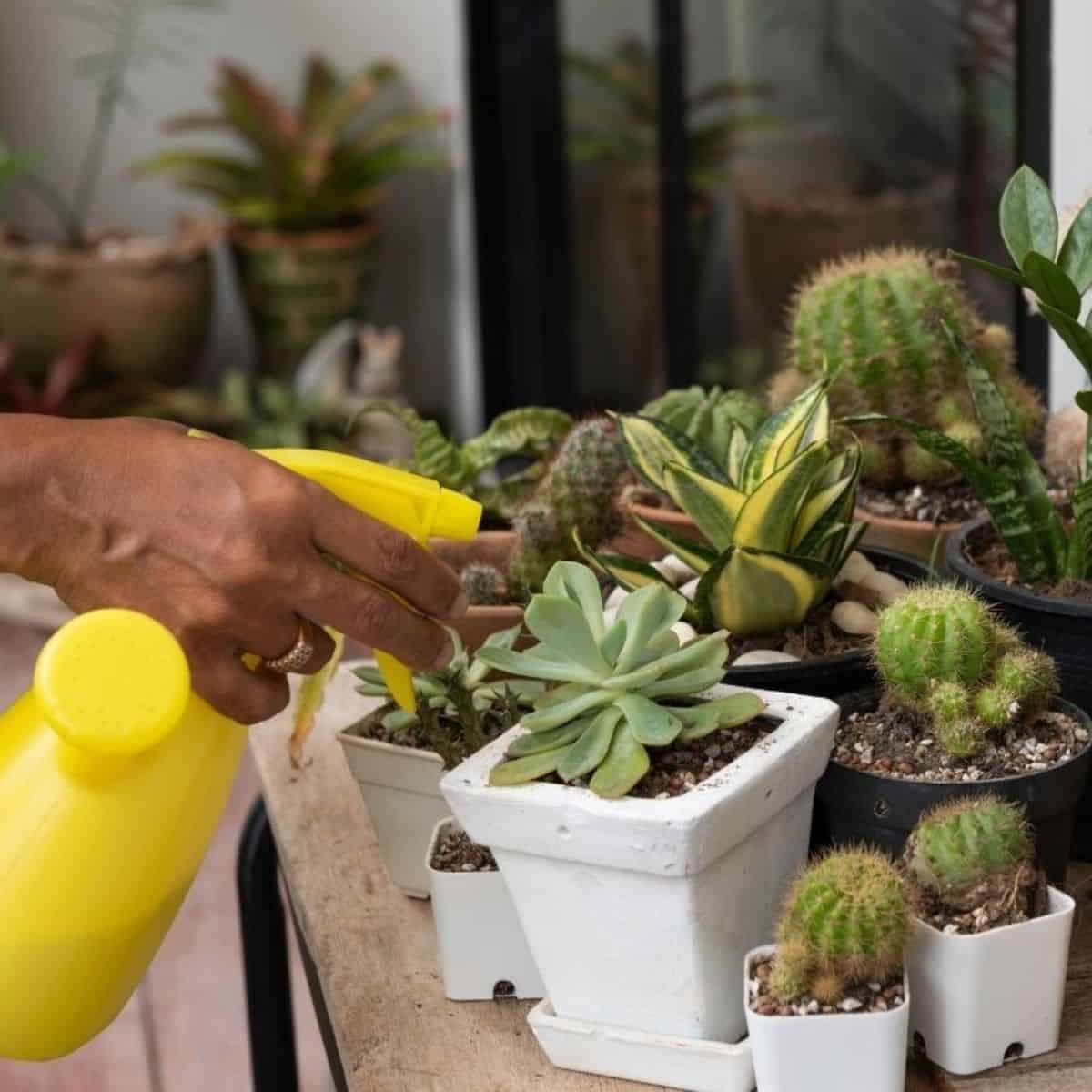 Plant Repotting Tarp Waterproof Lightweight Indoor Succulent Potting ...