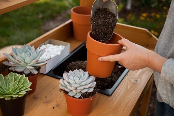 How to Repot Succulents - Sublime Succulents