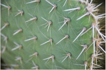 How to Remove Cactus Needles - Sublime Succulents