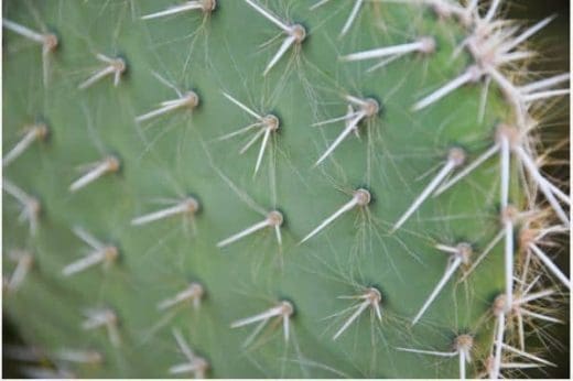 How to Remove Cactus Needles - Sublime Succulents