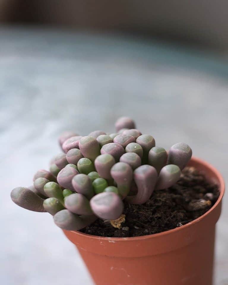 Baby Toes Succulent - A Care Guide - Sublime Succulents