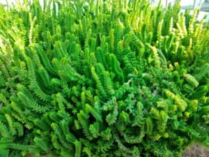 Watch Chain Succulent - An Ultimate Care Guide - Sublime Succulents