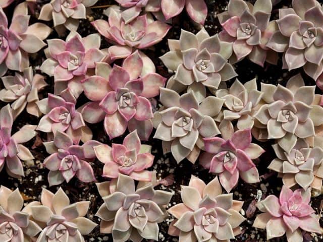 Graptosedum AKA California Sunset Succulents - A Comprehensive Guide ...