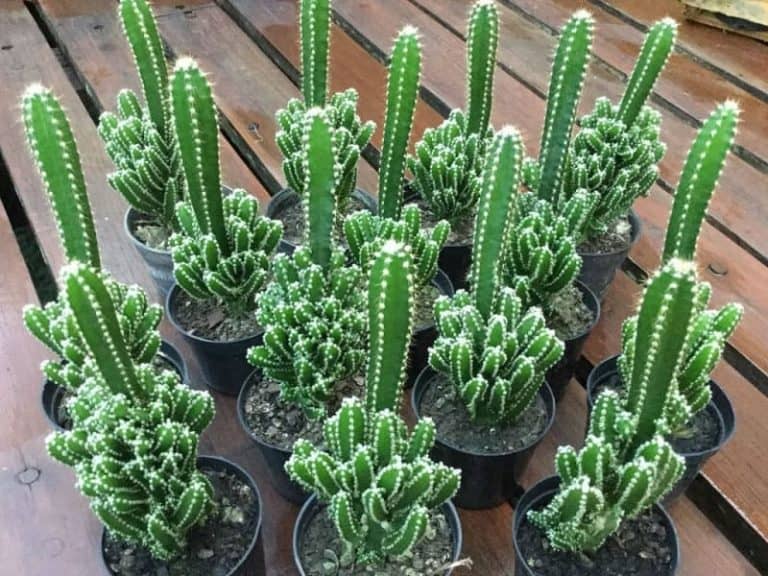 Fairy Castle Cactus - A Care Guide - Sublime Succulents