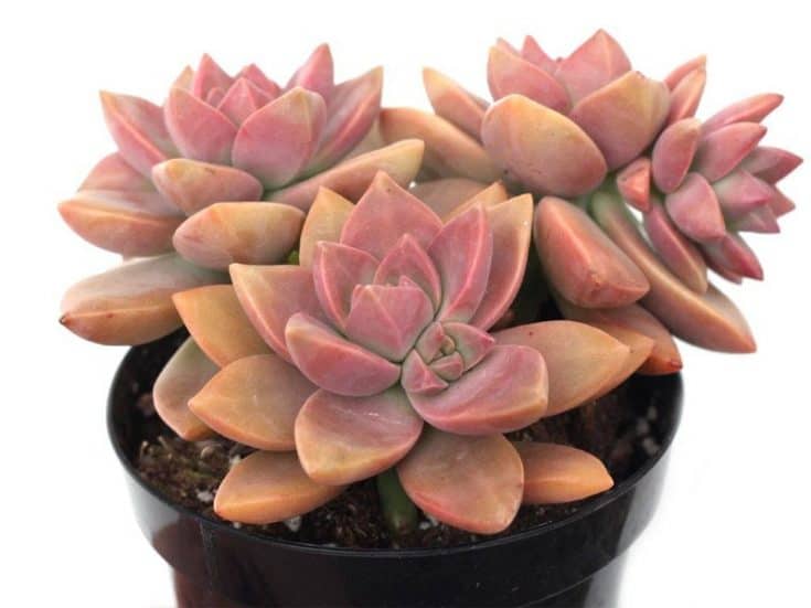 Graptosedum AKA California Sunset Succulents - A Comprehensive Guide ...