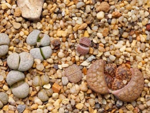 How to Grow and Care for Lithops (Living Stones) in 2023