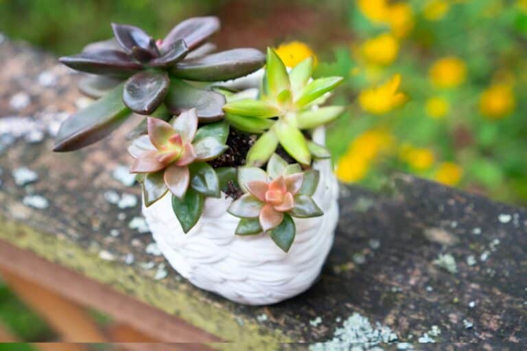 Graptosedum AKA California Sunset Succulents - A Comprehensive Guide ...