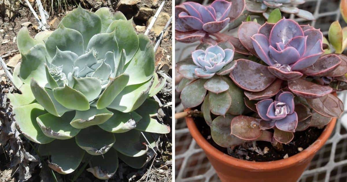 Dudleya Succulents - An Ultimate Care Guide - Sublime Succulents