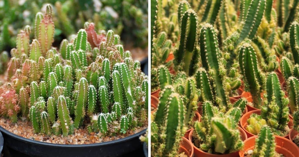 Fairy Castle Cactus - A Care Guide - Sublime Succulents