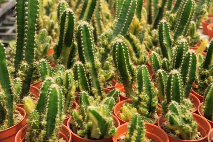 Fairy Castle Cactus - A Care Guide - Sublime Succulents