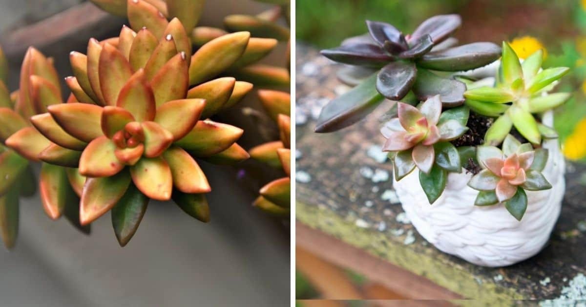 Graptosedum AKA California Sunset Succulents - A Comprehensive Guide ...
