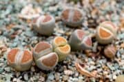 How to Grow and Care for Lithops (Living Stones) in 2024