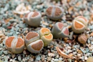 How to Grow and Care for Lithops (Living Stones) in 2024
