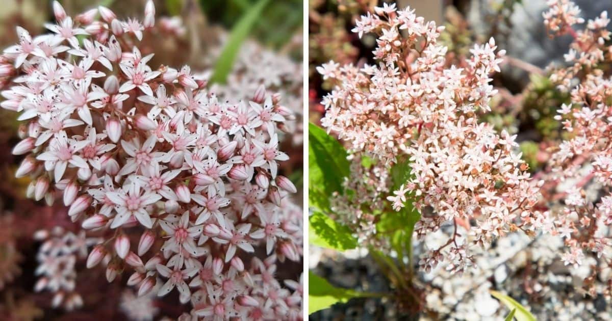 Sedum Album Succulent - Caring for Sedum Album Succulent