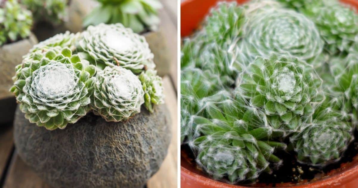 Sempervivum Arachnoideum AKA Cobweb Houseleek: Complete Care Guide ...