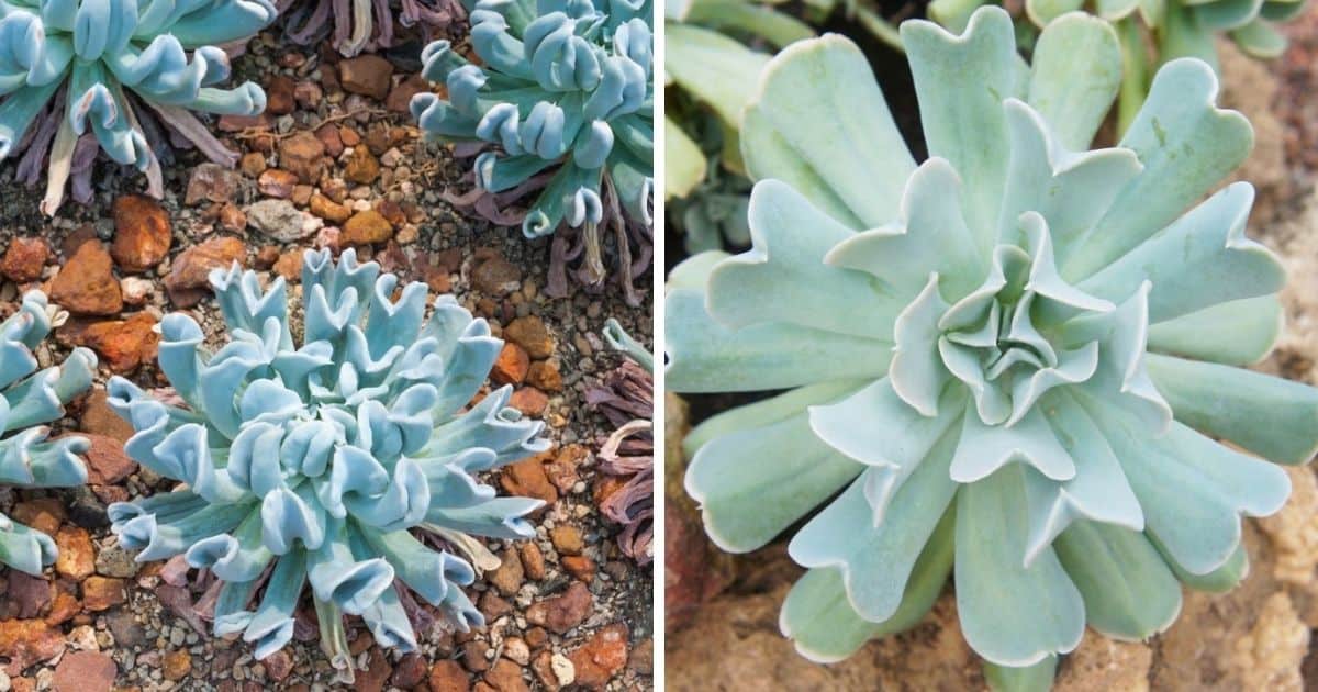 Topsy Turvy Succulent - An Ultimate Care Guide - Sublime Succulents