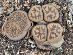 Lithops Care Guide: Everything You Need to Know - Sublime Succulents