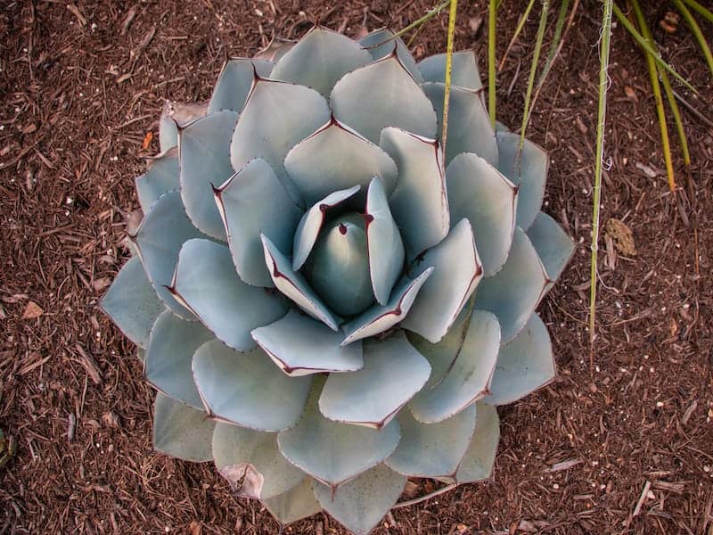 Agave Parryi Truncata Succulent (Artichoke) - A Care Guide - Sublime ...