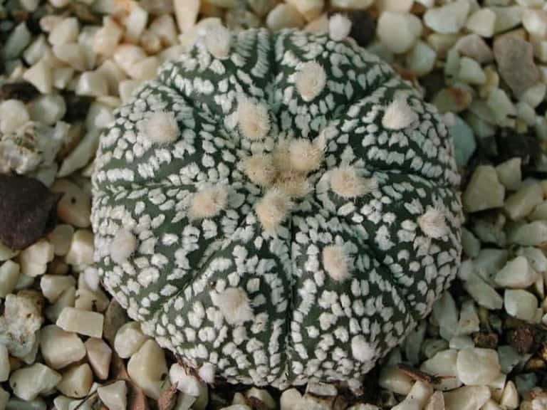 Star Cactus Care Guide - Here's How to Care for Star Cactus