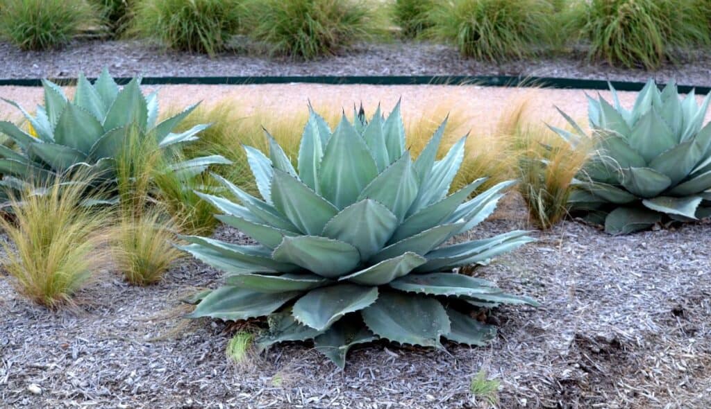 Winterize Succulents: How to Prepare Succulents and Cacti for Winter ...