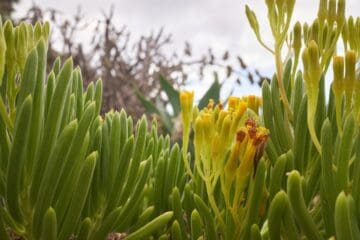 Senecio Barbertonicus (Succulent Bush Senecio) - A Guide - Sublime ...