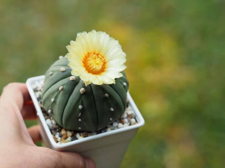 Star Cactus Care Guide - Here's How to Care for Star Cactus